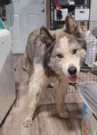 Dogs – Paws & Claws Animal Rescue