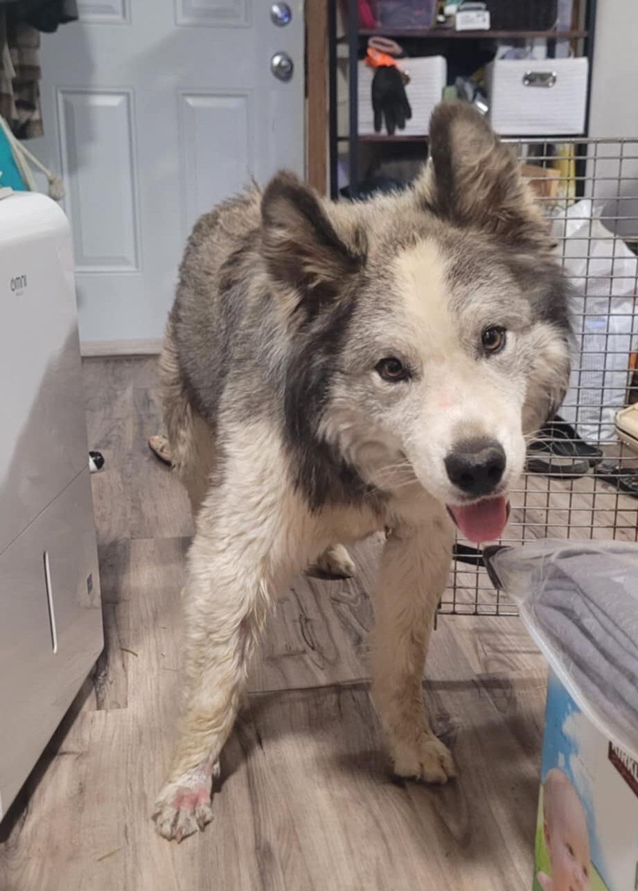 Dogs – Paws & Claws Animal Rescue