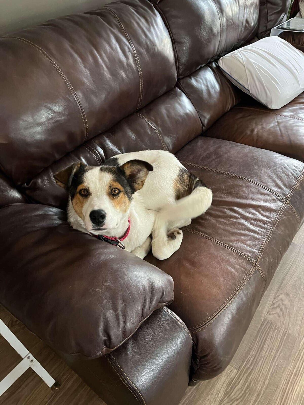 Dogs – Paws & Claws Animal Rescue