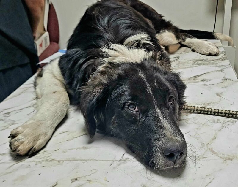 Dogs – Paws & Claws Animal Rescue