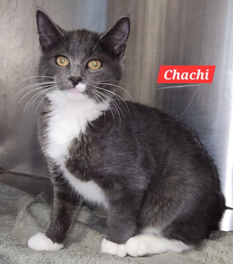 Cats – Paws & Claws Animal Rescue