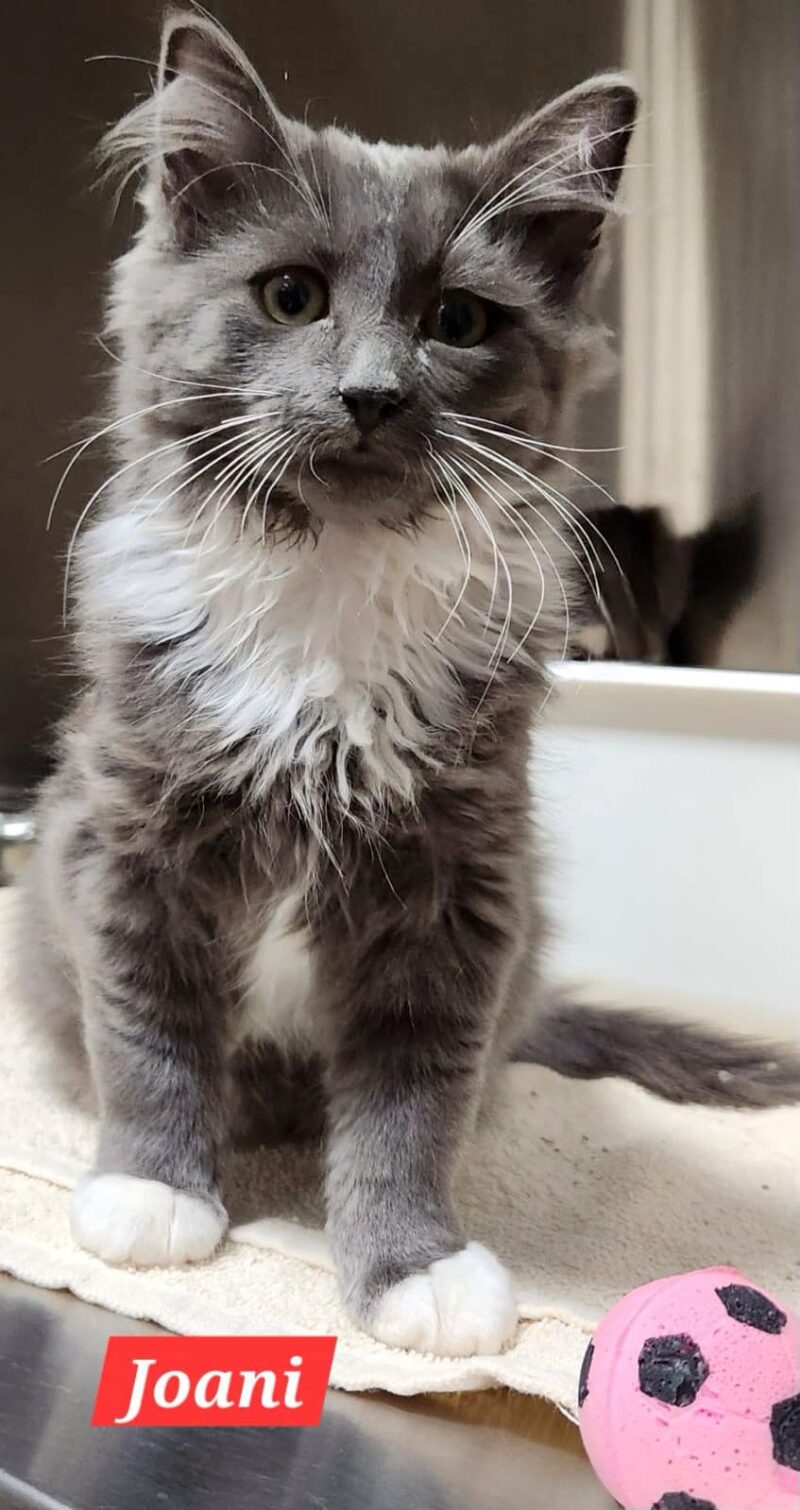 Cats – Paws & Claws Animal Rescue