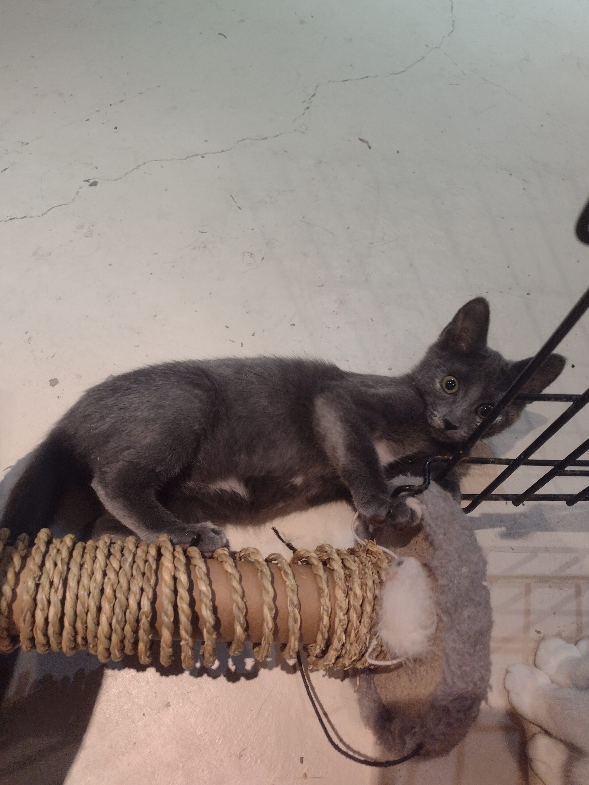 Cats – Paws & Claws Animal Rescue