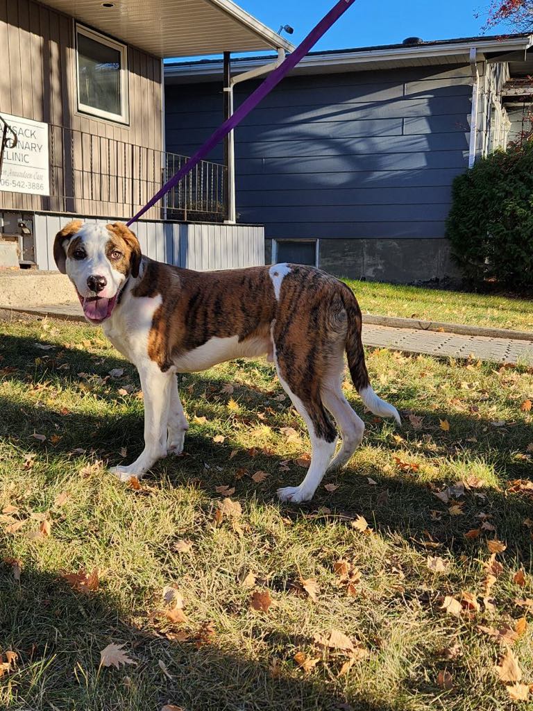 Dogs – Paws & Claws Animal Rescue