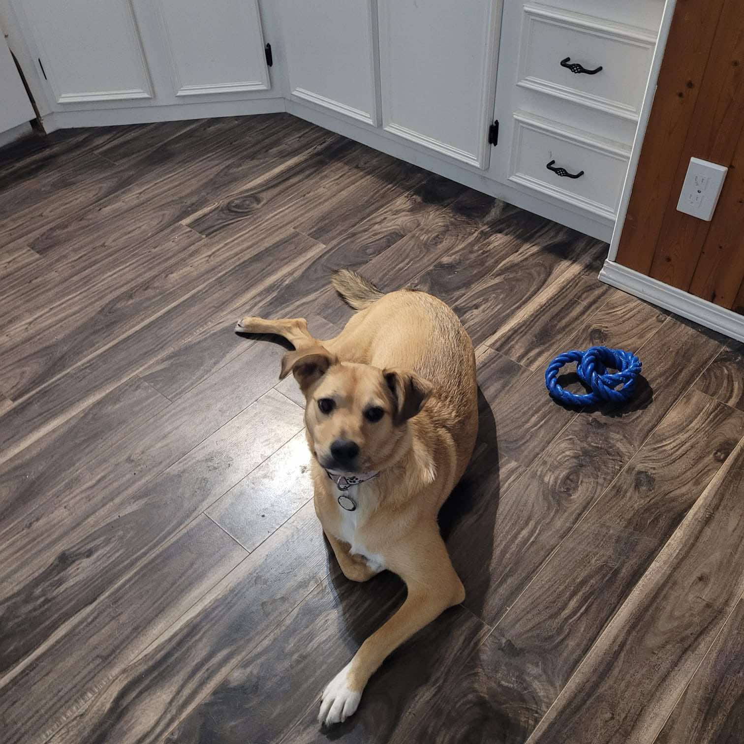 Dogs – Paws & Claws Animal Rescue