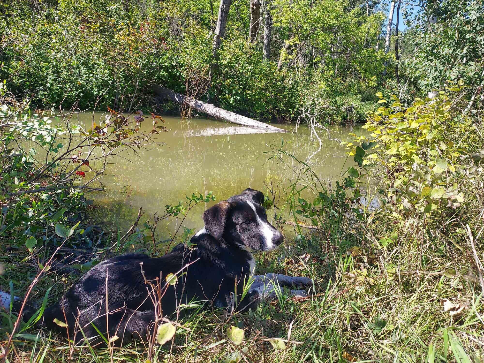 Dogs – Paws & Claws Animal Rescue