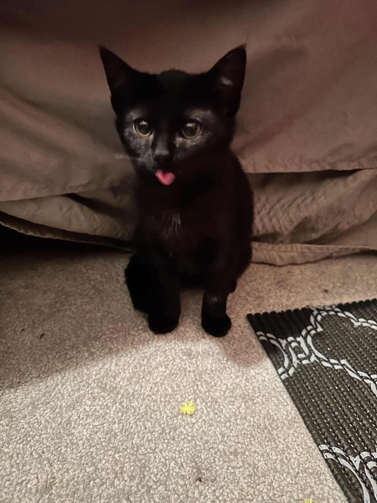 Cats – Paws & Claws Animal Rescue