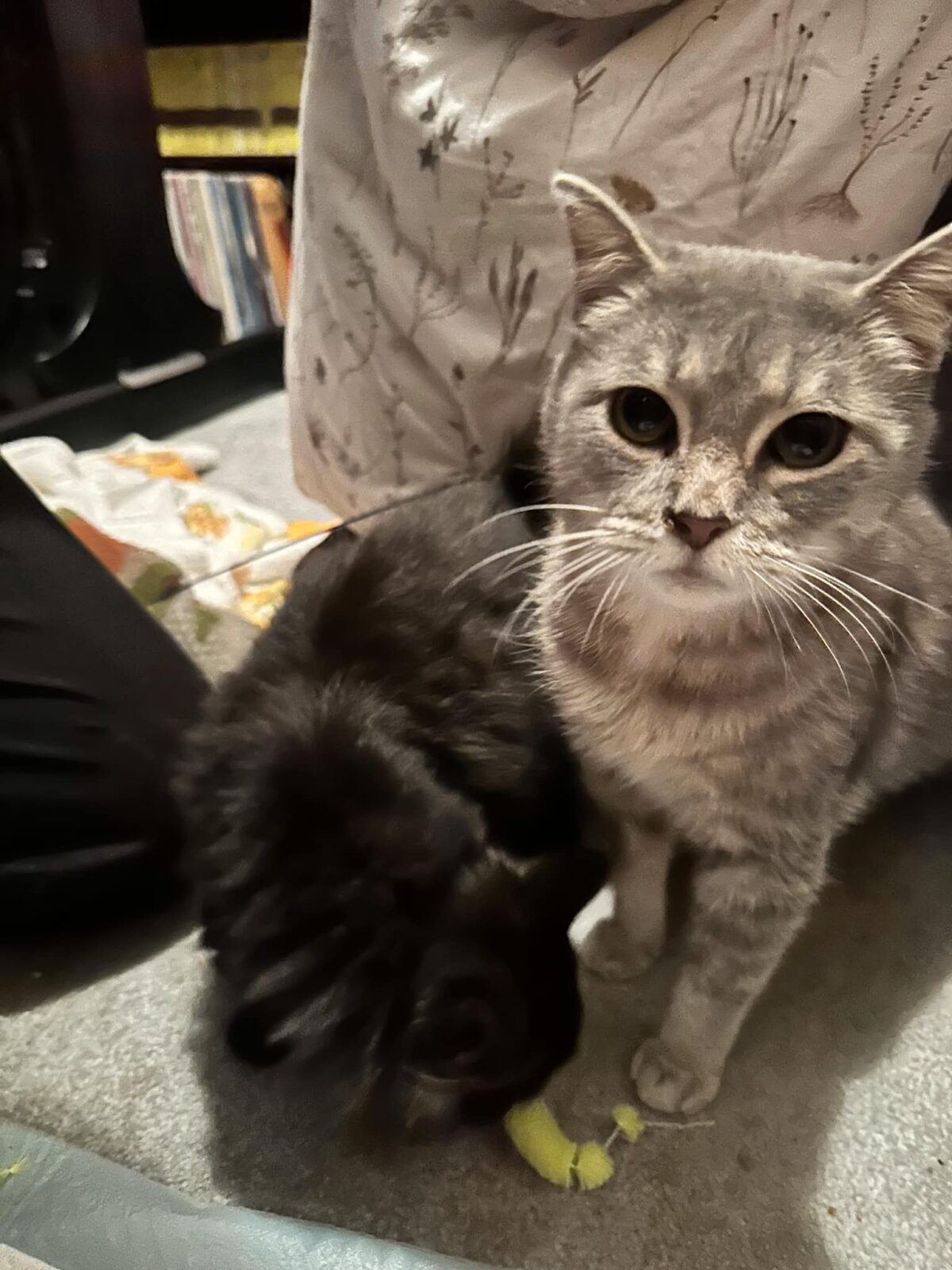 Cats – Paws & Claws Animal Rescue