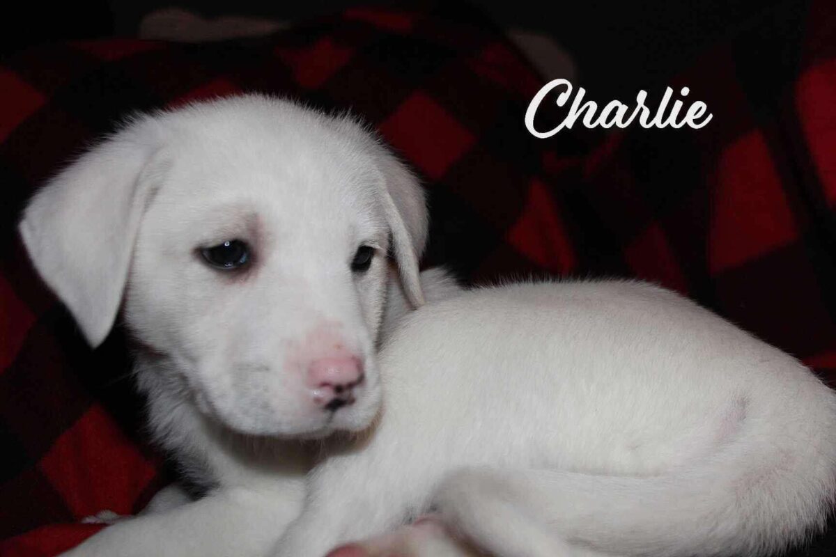 Dogs – Paws & Claws Animal Rescue