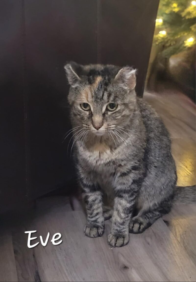 Cats – Paws & Claws Animal Rescue