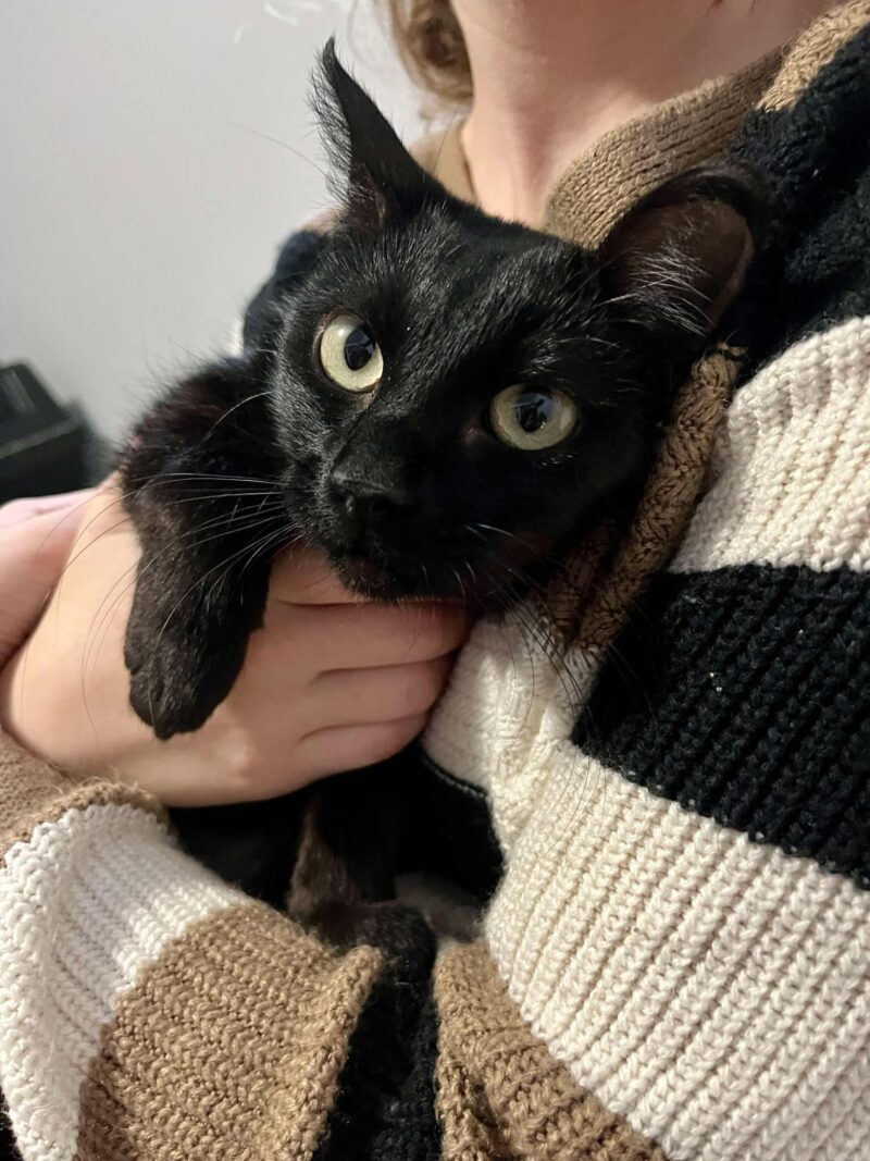 Cats – Paws & Claws Animal Rescue