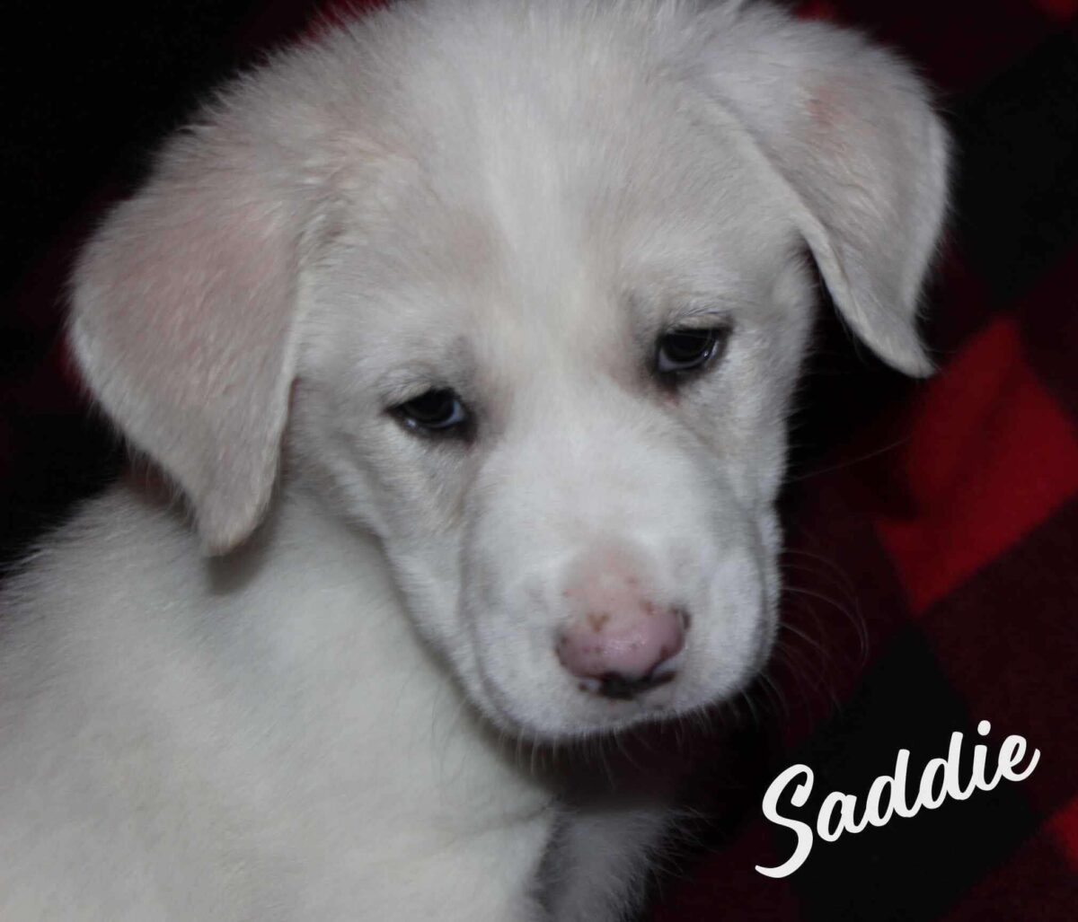 Dogs – Paws & Claws Animal Rescue