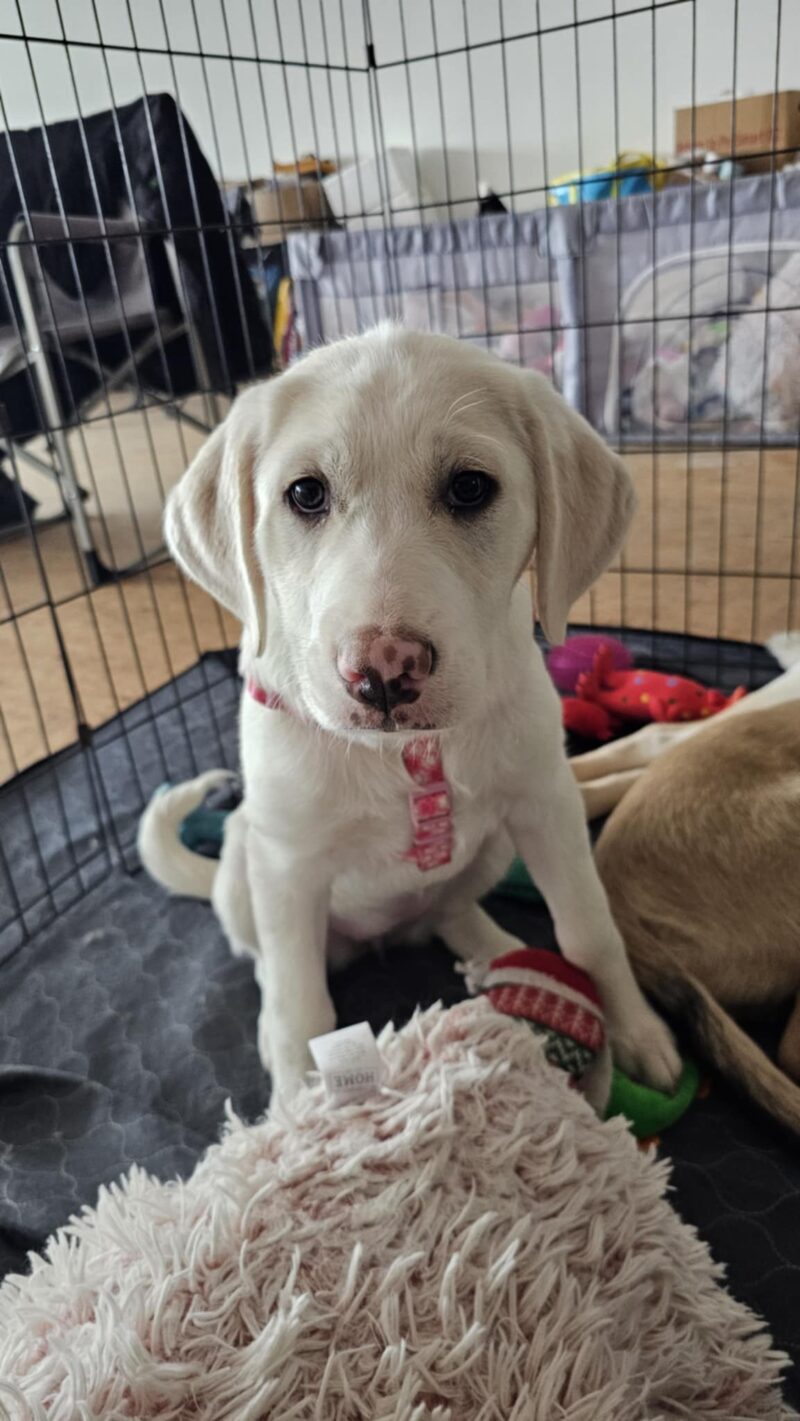 Dogs – Paws & Claws Animal Rescue