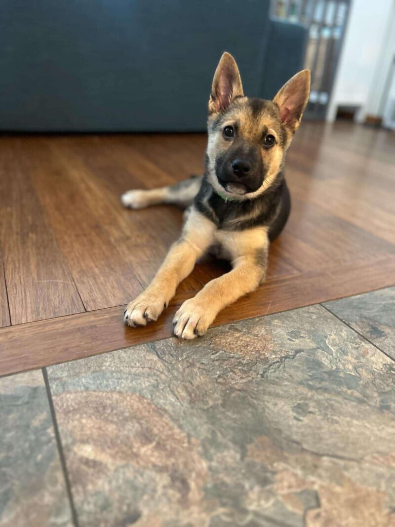 Dogs – Paws & Claws Animal Rescue