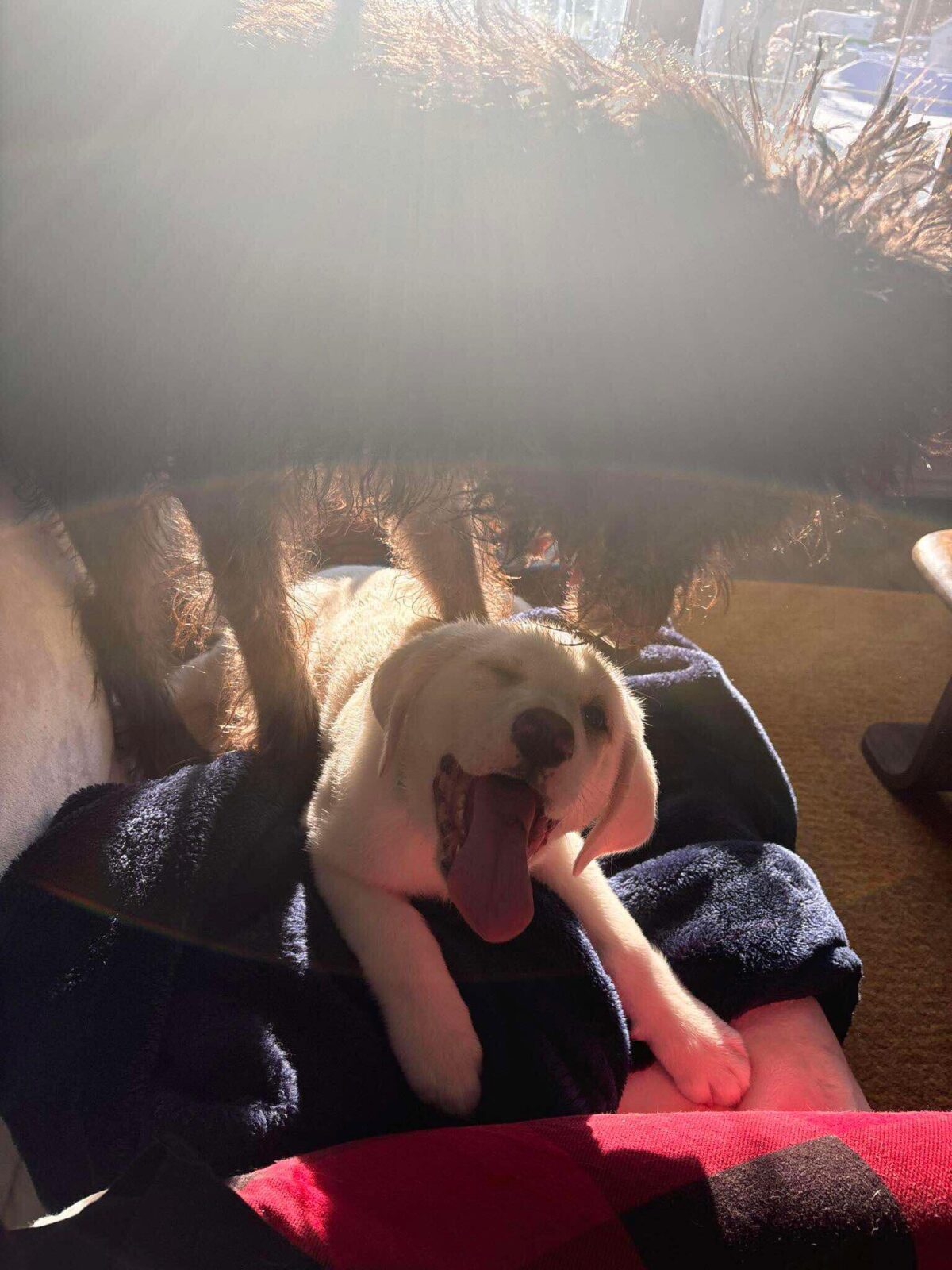 Dogs – Paws & Claws Animal Rescue