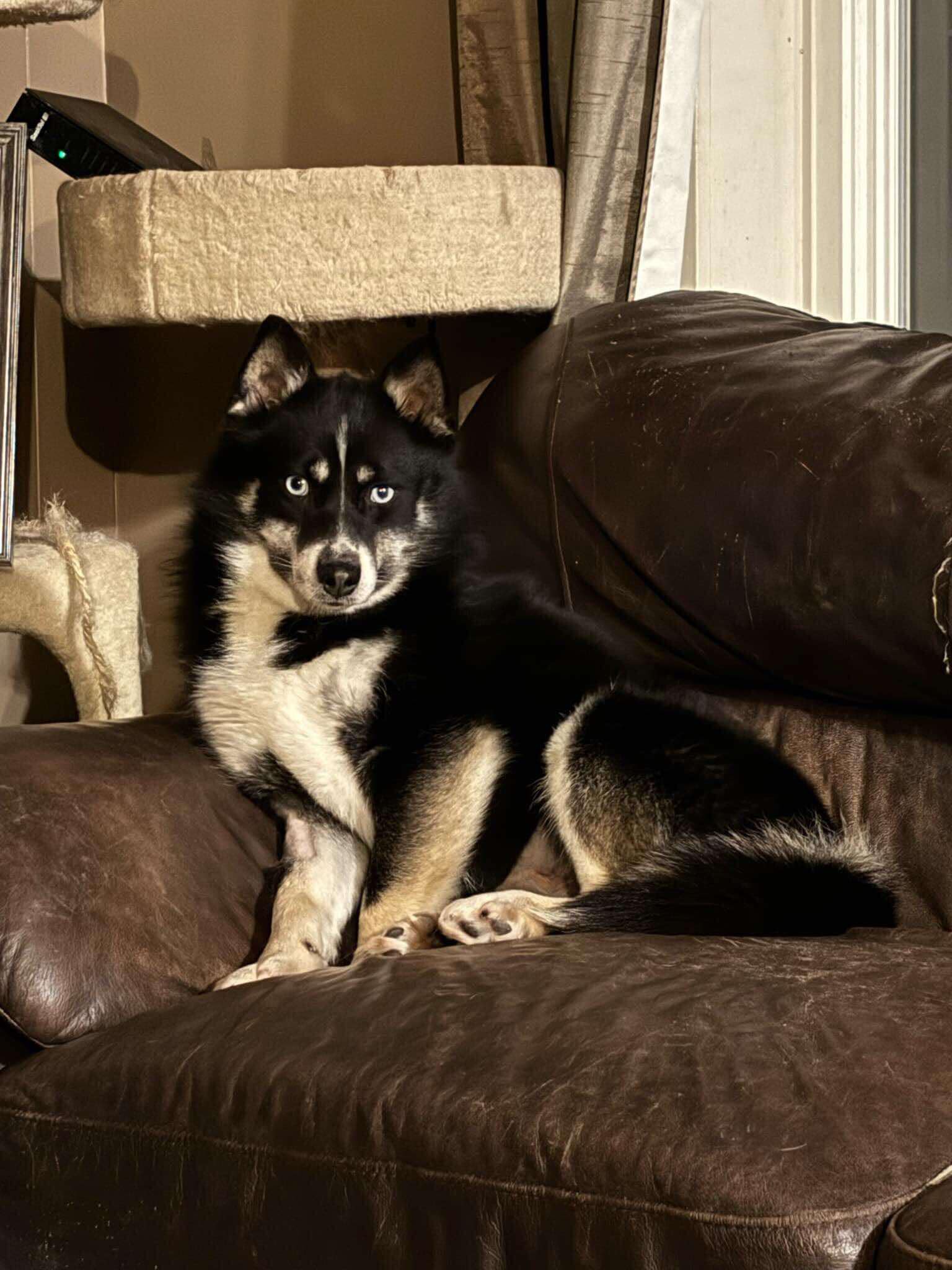 Dogs – Paws & Claws Animal Rescue