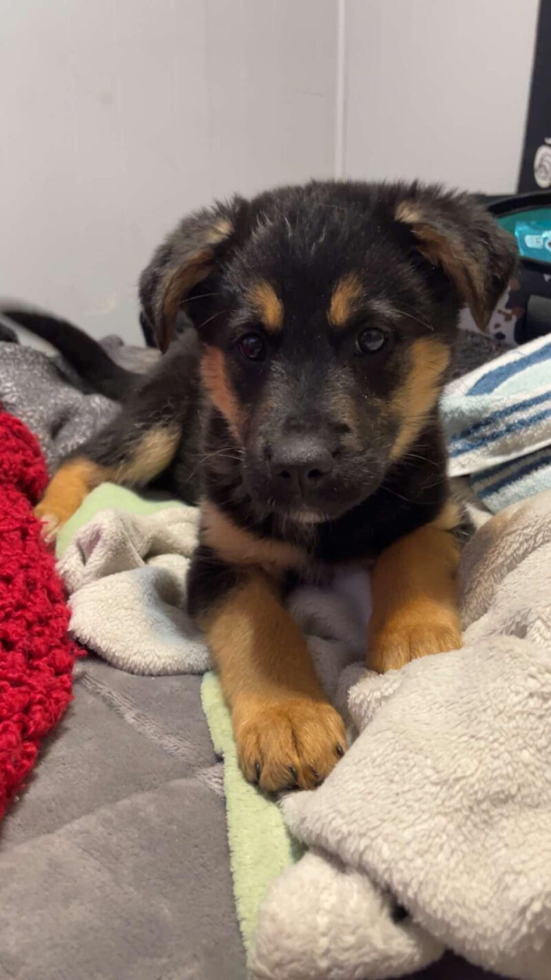 Dogs – Paws & Claws Animal Rescue