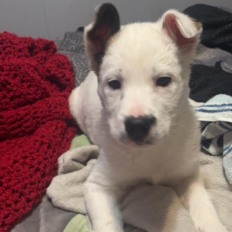 Dogs – Paws & Claws Animal Rescue