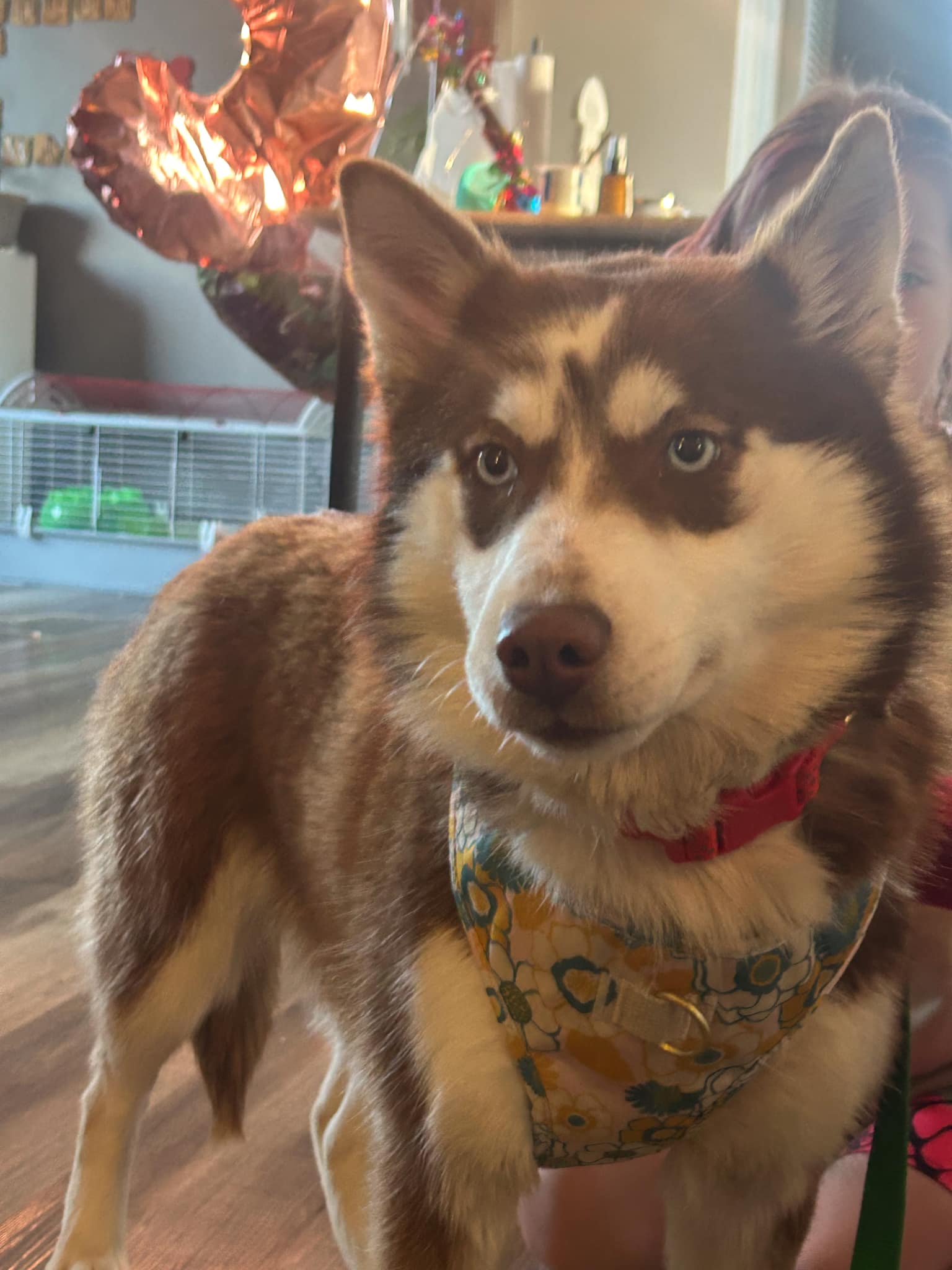 Dogs – Paws & Claws Animal Rescue