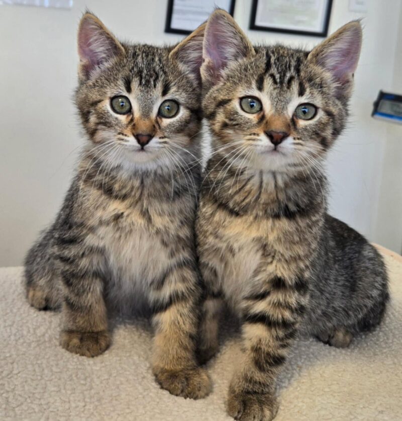 Cats – Paws & Claws Animal Rescue