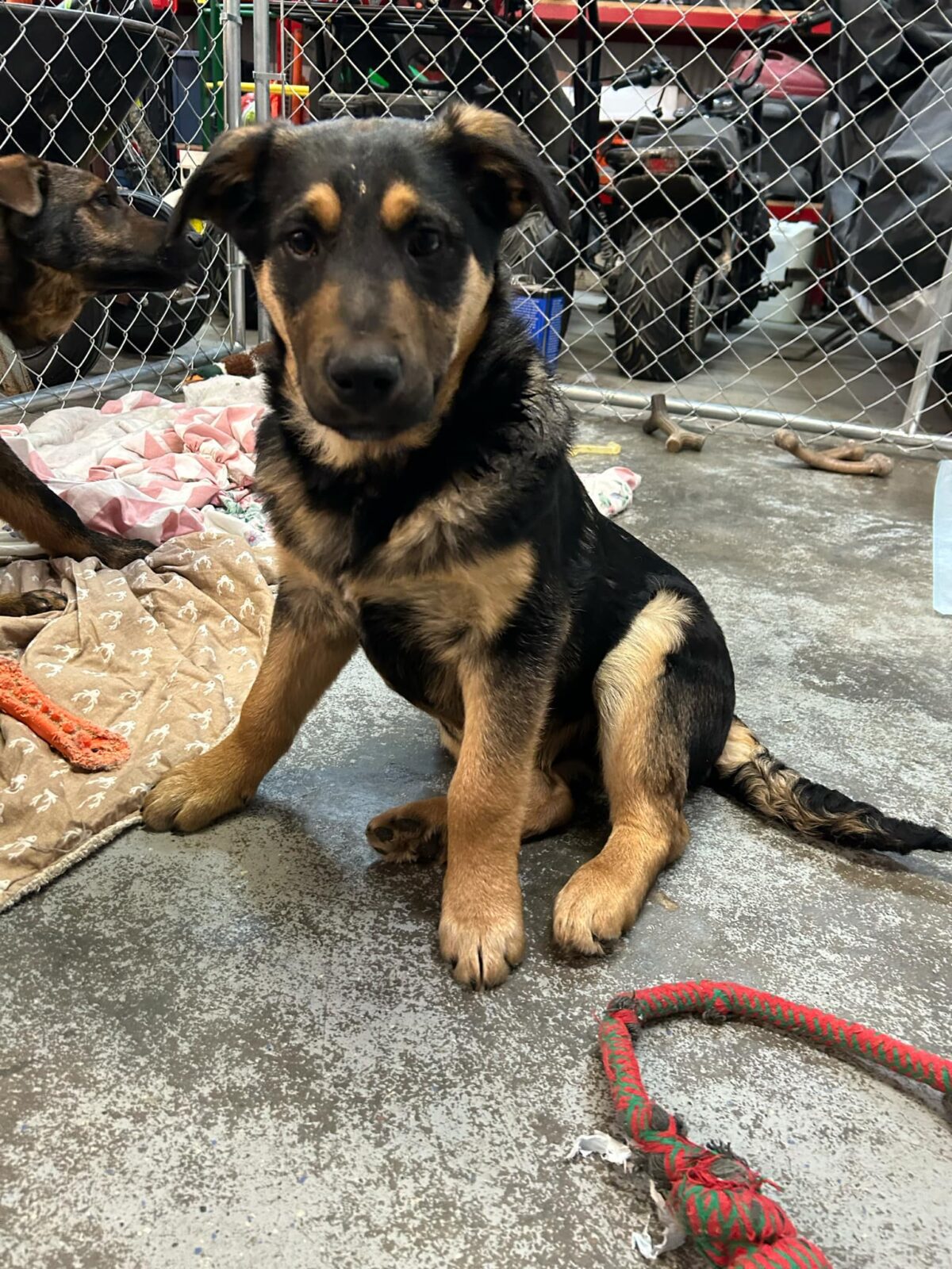 Dogs – Paws & Claws Animal Rescue