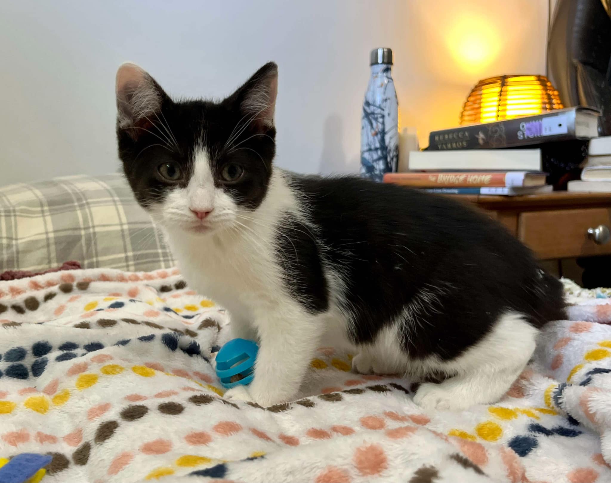 Kira (100) – Paws & Claws Animal Rescue