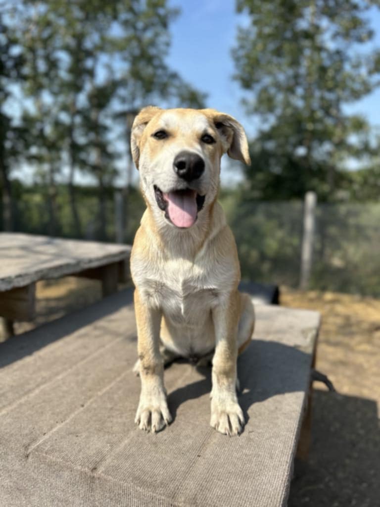 Simba – Paws & Claws Animal Rescue