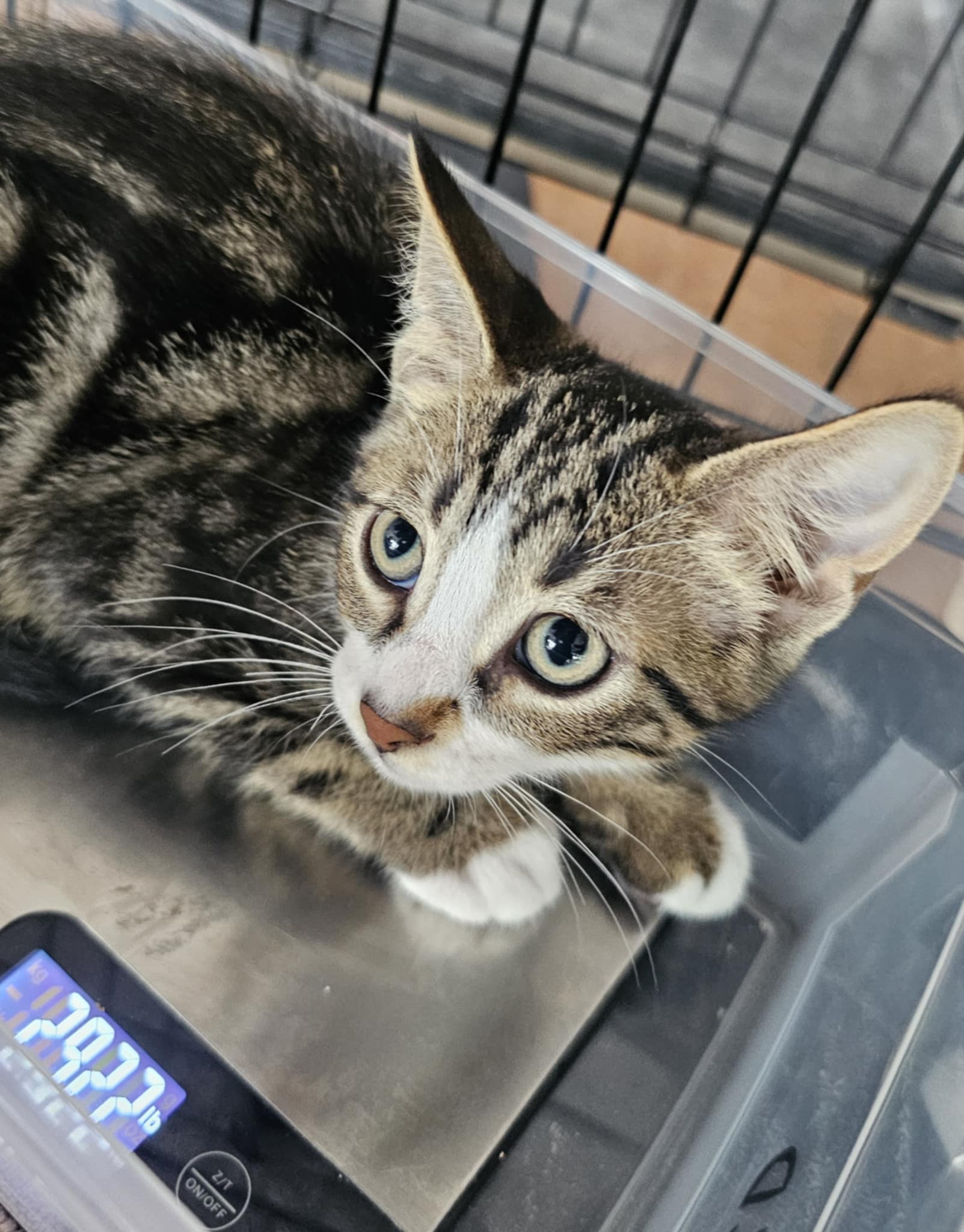 Kotu (100) – Paws & Claws Animal Rescue