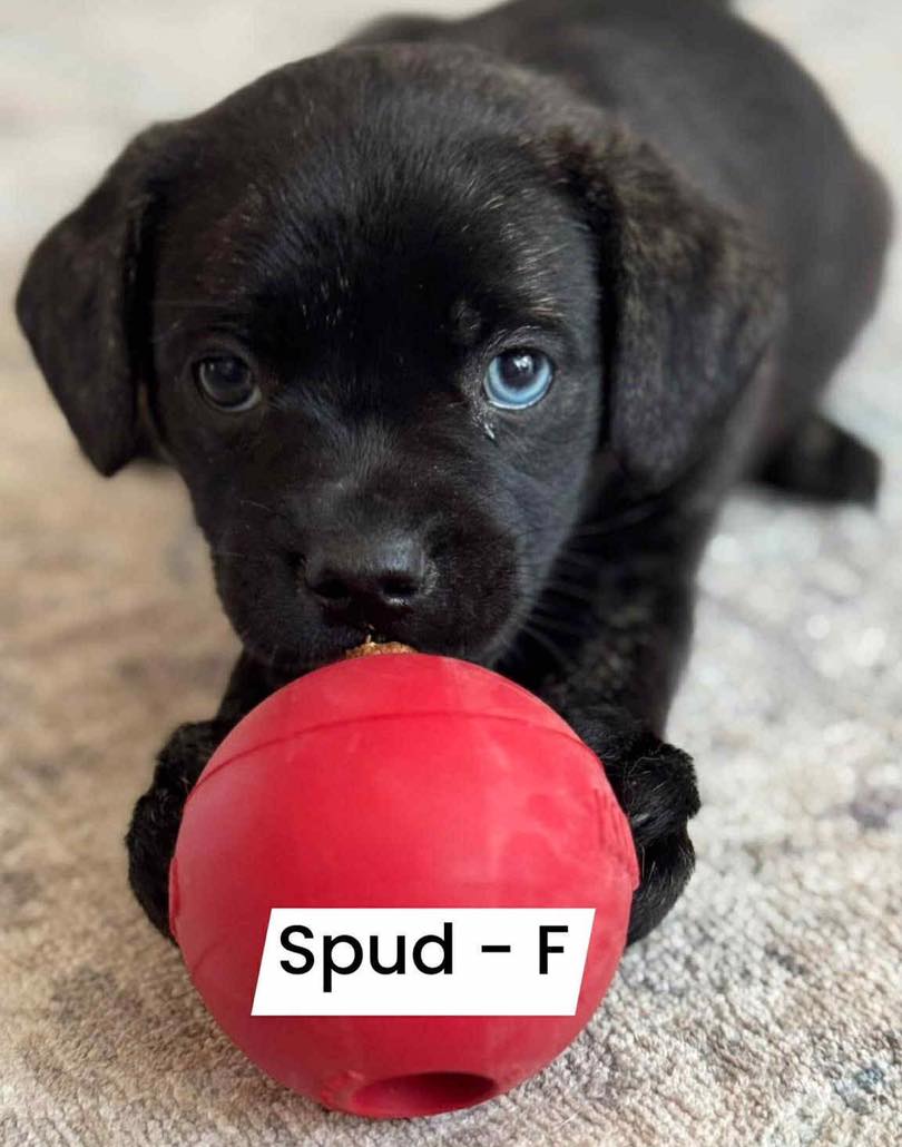 Dogs – Paws & Claws Animal Rescue