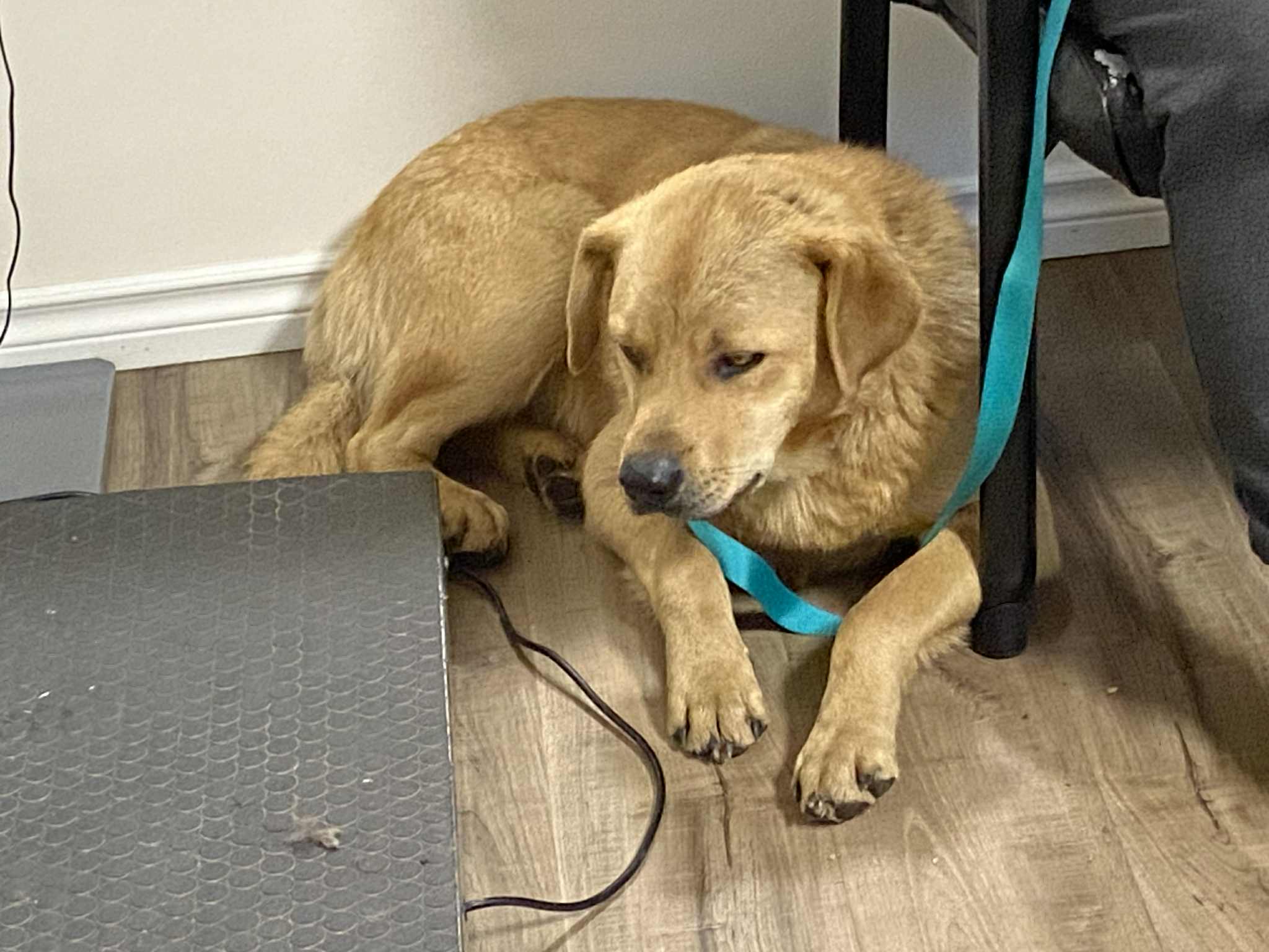 Dogs – Paws & Claws Animal Rescue