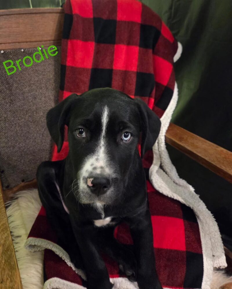Brodie (193) – Paws & Claws Animal Rescue